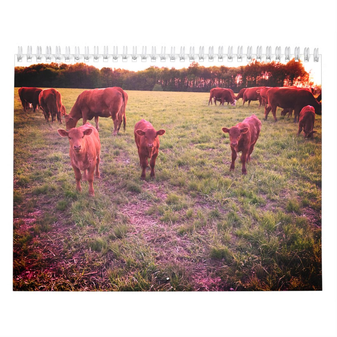 Cow Calendar | Zazzle