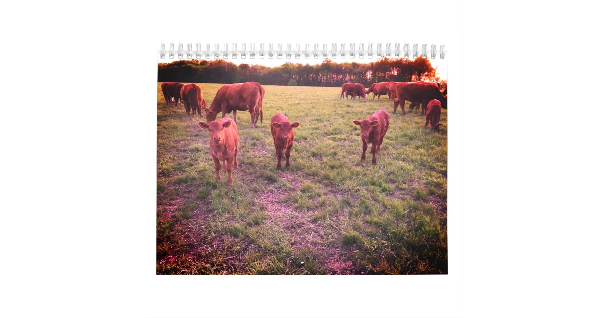 Cow Calendar | Zazzle