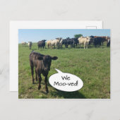 Cow Change of Address We Mooved Postcard | Zazzle