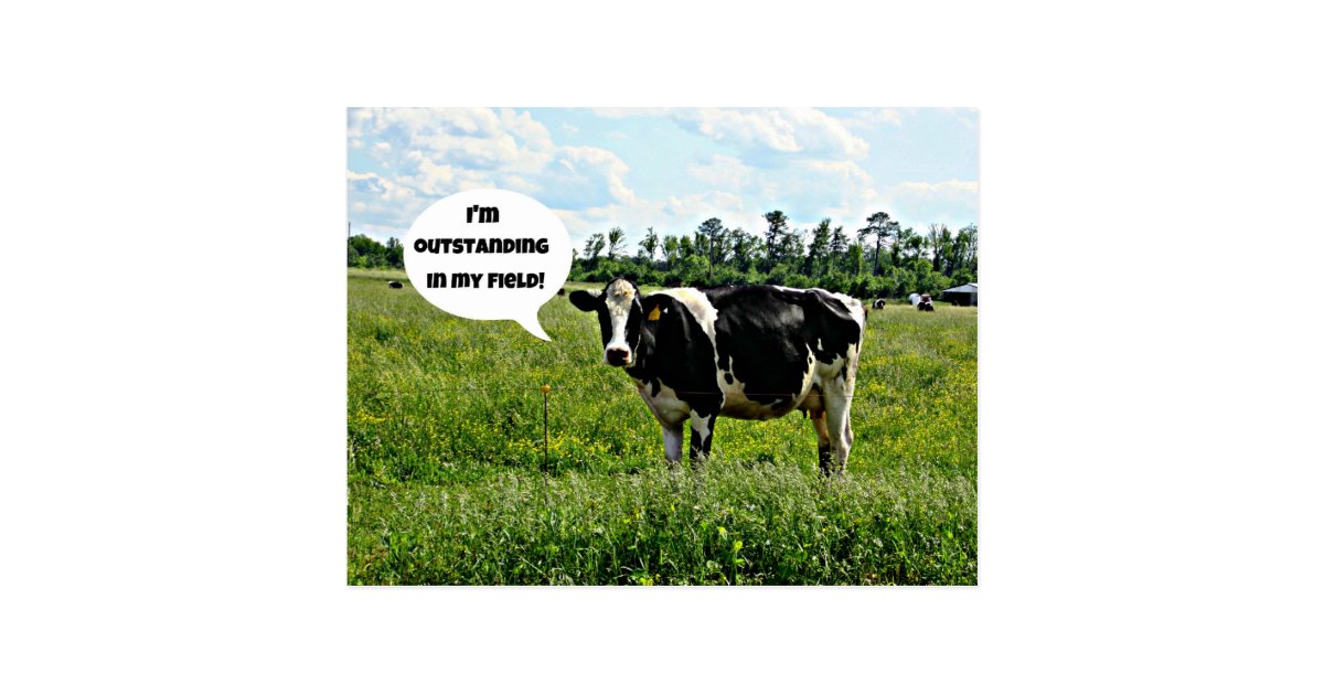 Cow Humor Postcard | Zazzle.com