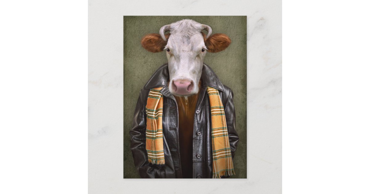 Cow Man Postcard | Zazzle