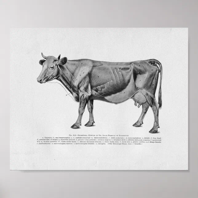 Cow Muscle Anatomy Vintage Print | Zazzle