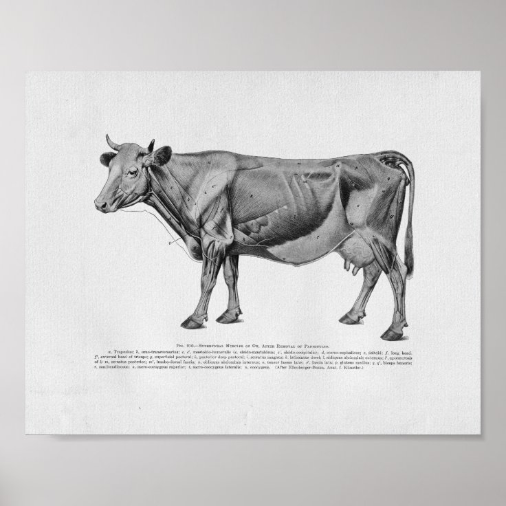 Cow Muscle Anatomy Vintage Print | Zazzle
