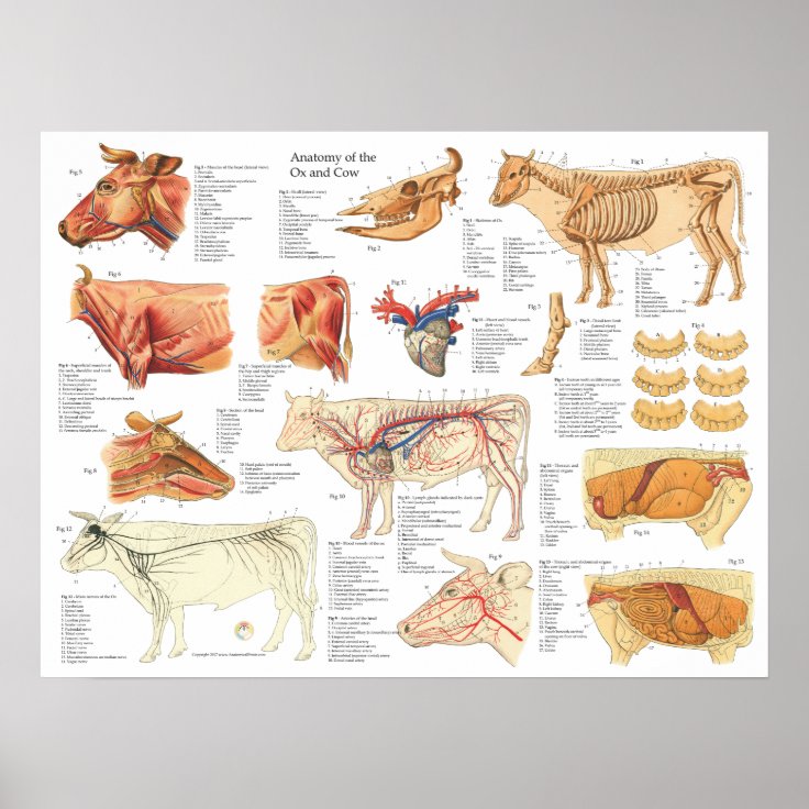 Cow Ox Bovine Anatomy Chart 18" X 24" | Zazzle