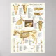 Cow Ox Bovine Skeletal Anatomy Poster | Zazzle