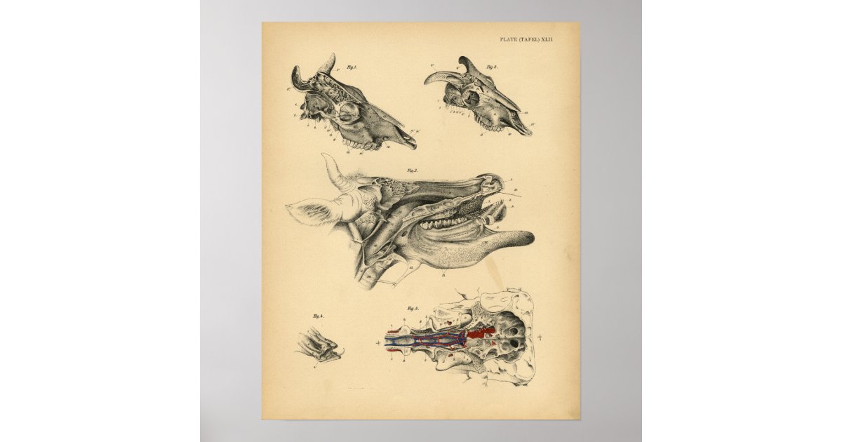 Cow Ox Skull Head Anatomy 1908 Vintage Print | Zazzle