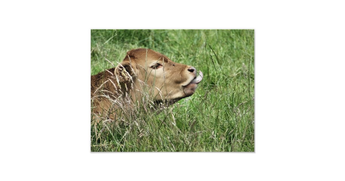 COW PHOTO PRINT | Zazzle