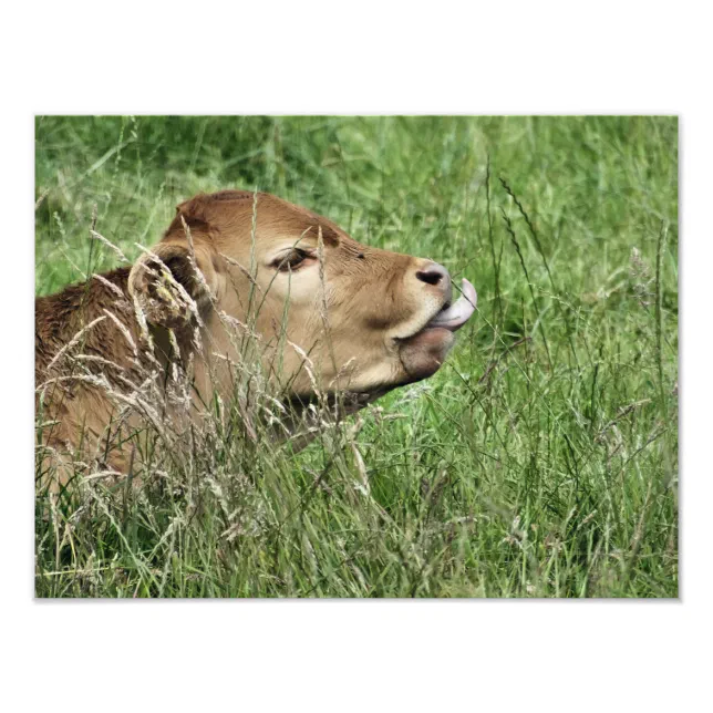 COW PHOTO PRINT | Zazzle