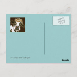 cow postcard | Zazzle
