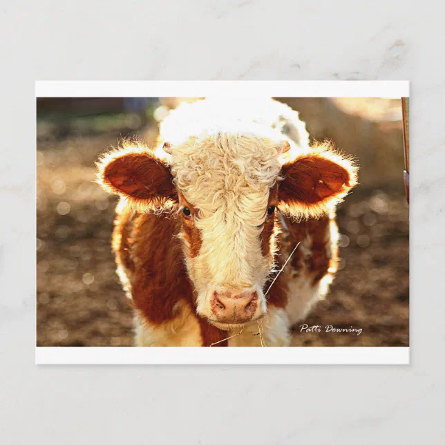 Cow Postcard | Zazzle