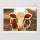 Cow Postcard | Zazzle
