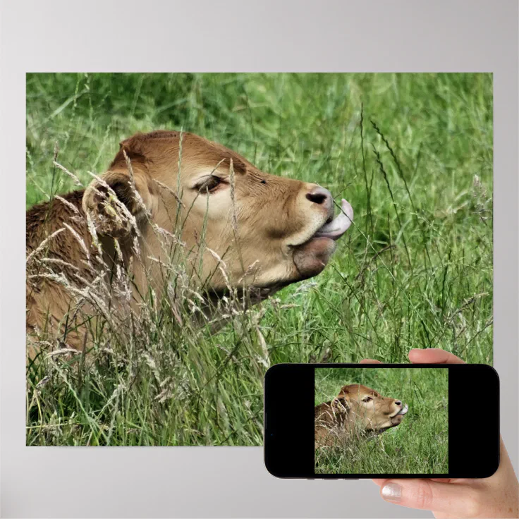 COW POSTER | Zazzle