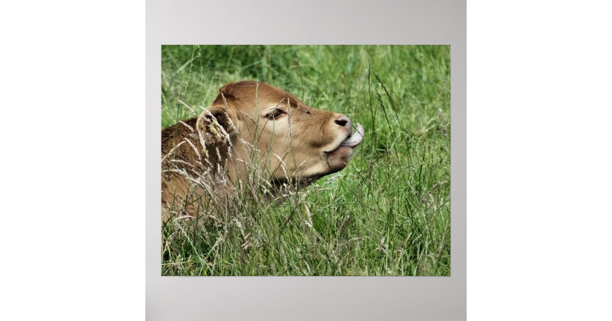 COW POSTER | Zazzle