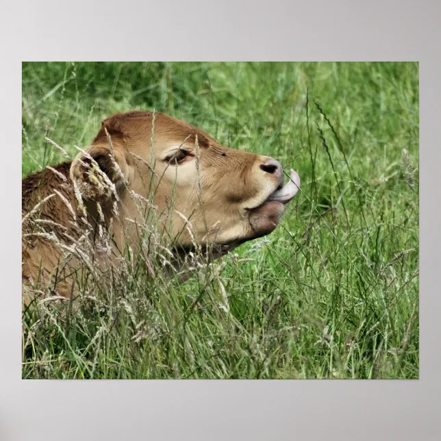 COW POSTER | Zazzle