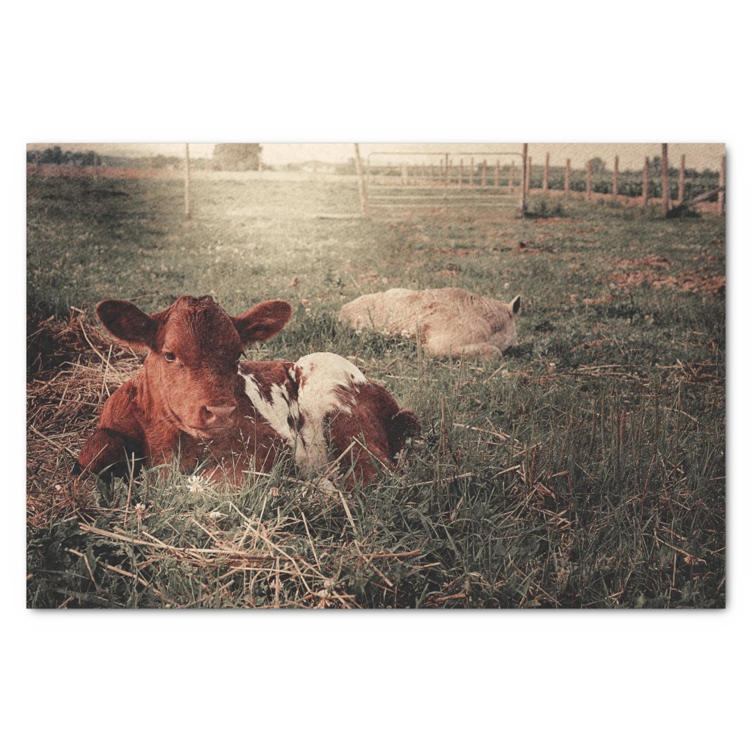 Cow Rustic Country Farmhouse Decoupage Tissue Paper | Zazzle