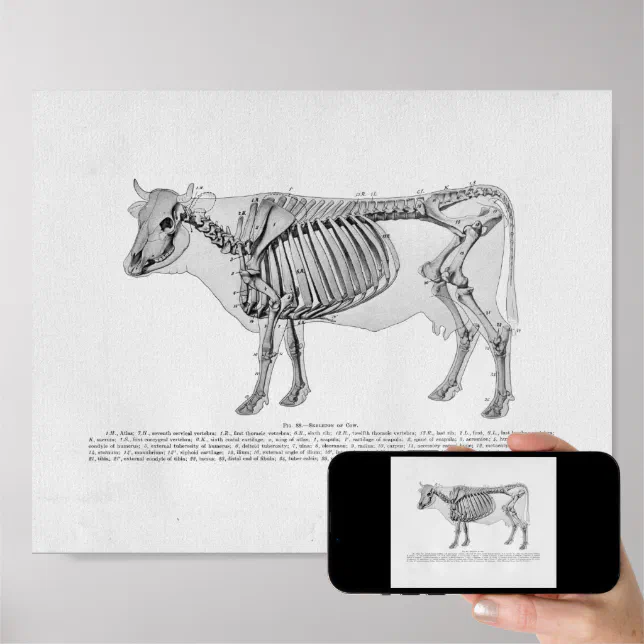 Cow Skeletal Anatomy Vintage Print | Zazzle
