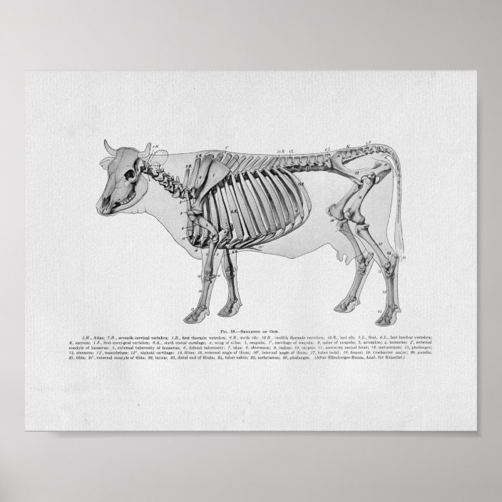 Cow Skeletal Anatomy Vintage Print | Zazzle.com