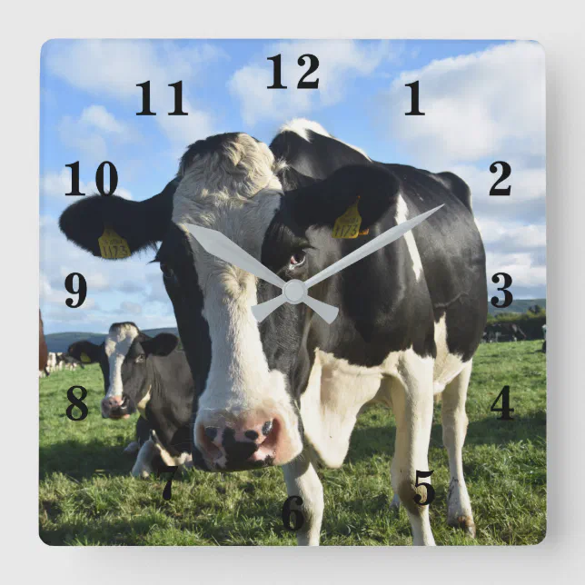 Cow Square Wall Clock | Zazzle