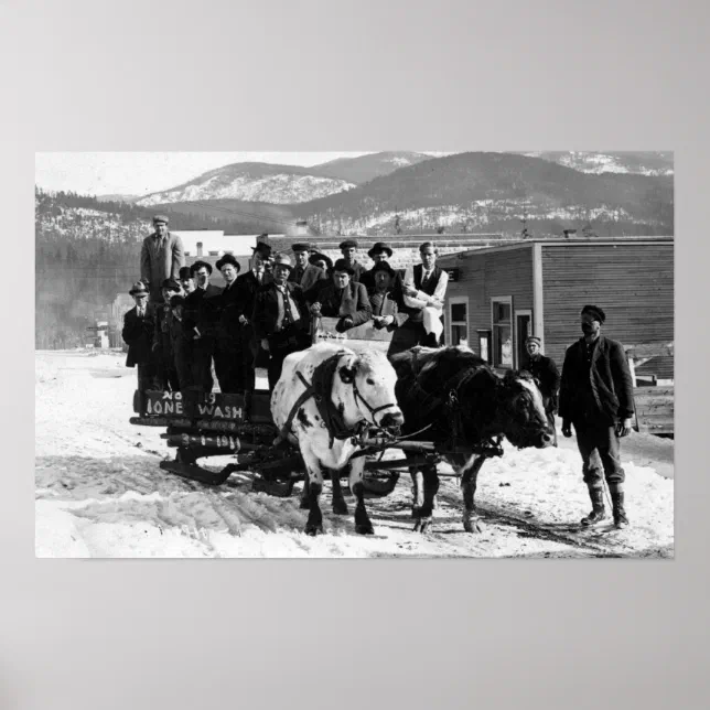 Cow Team Pulling Men in a Wagon Poster | Zazzle