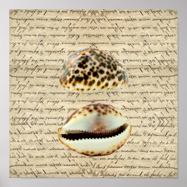 Cowrie shells poster | Zazzle