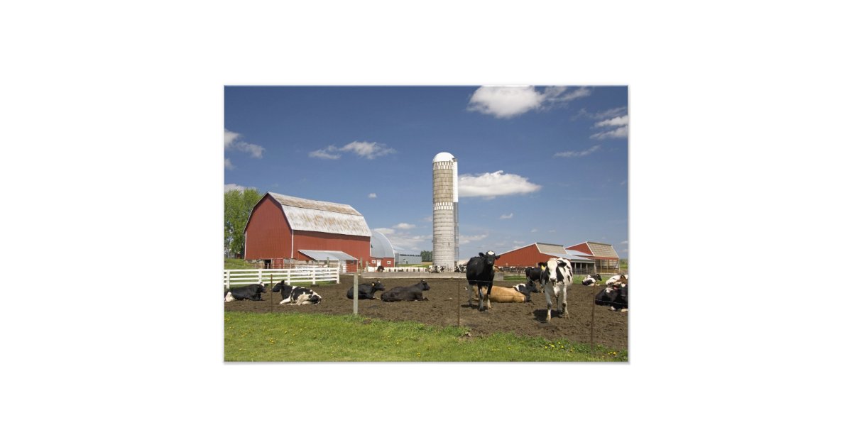 Cows in front of a red barn and silo on a farm photo print | Zazzle