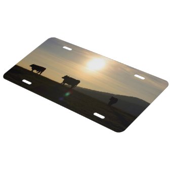 Cows License Plate | Zazzle
