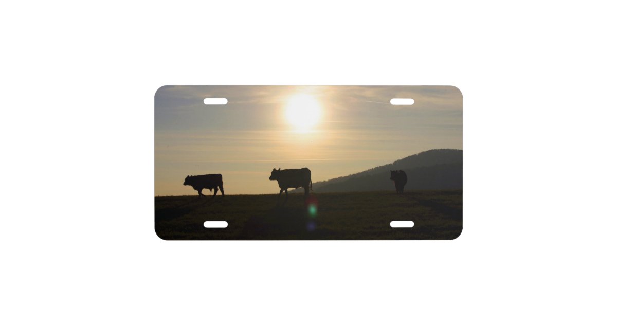 Cows License Plate | Zazzle