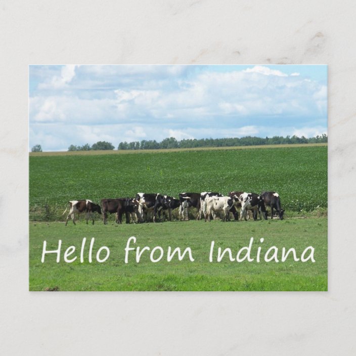 Cows of Indiana Postcard | Zazzle.com