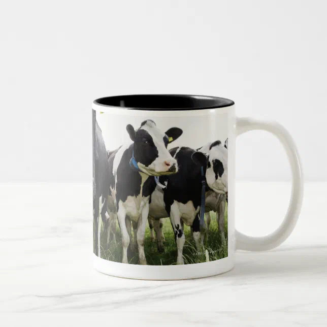 Cows standing in a row looking at camera Two-Tone coffee mug | Zazzle