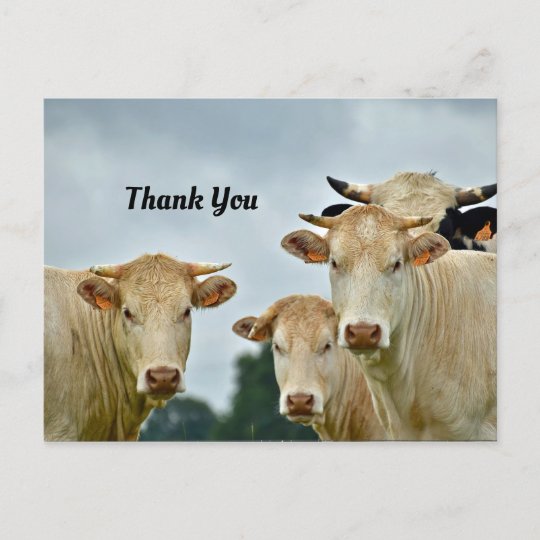 Cows Thank You Postcard | Zazzle.com
