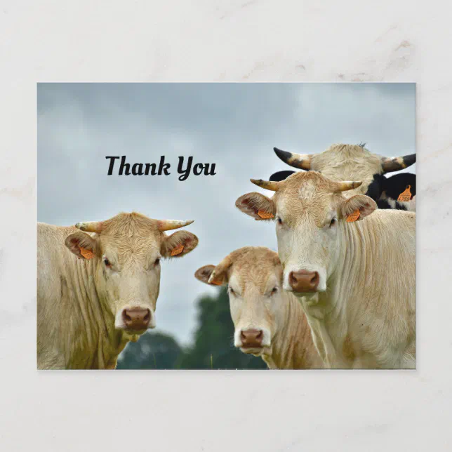 Cows Thank You Postcard | Zazzle