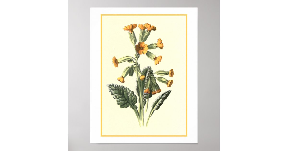 "Cowslip" Botanical Illustration Poster | Zazzle