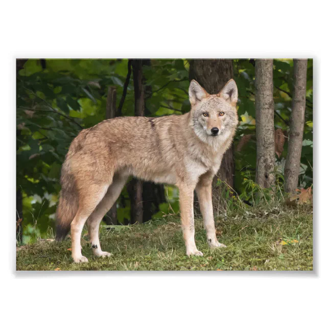 Coyote Beautiful Photo Print | Zazzle