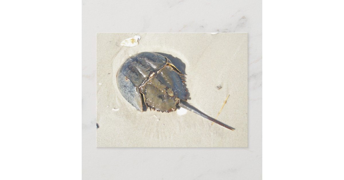 Crab Postcard | Zazzle