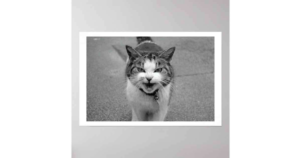 Crabby Cat Poster | Zazzle