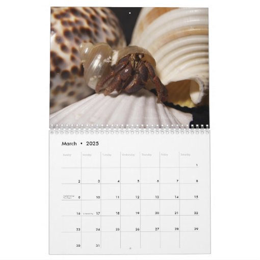 crabby, Hermit Crabs Calendar | Zazzle
