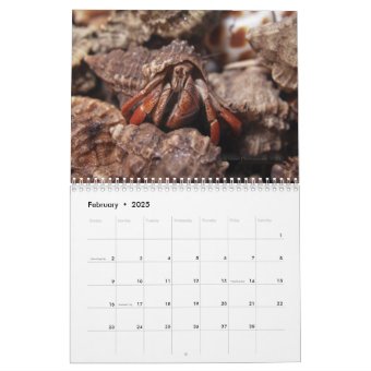 crabby, Hermit Crabs Calendar | Zazzle