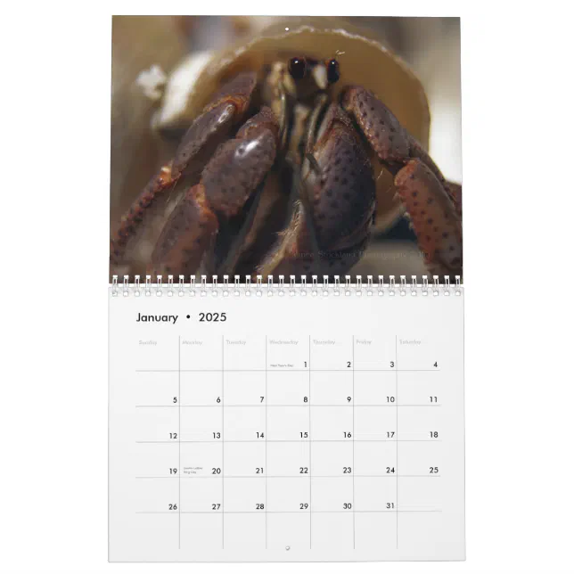 crabby, Hermit Crabs Calendar | Zazzle