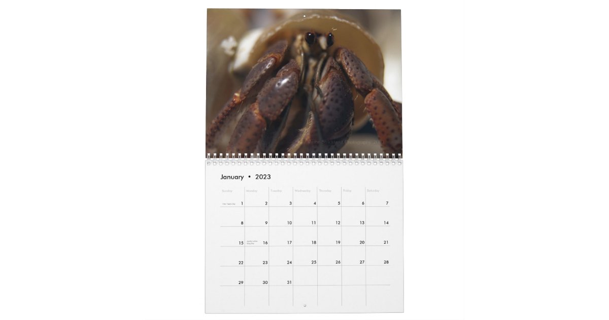 crabby, Hermit Crabs Calendar | Zazzle