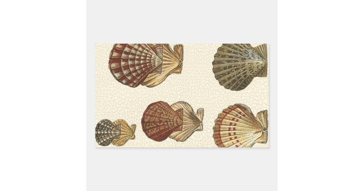 Crackled Antique Shells Rectangular Sticker | Zazzle