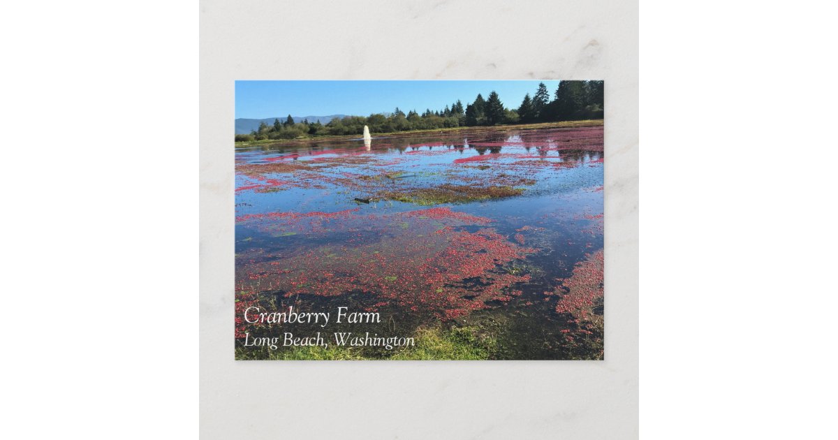 Cranberry Farm, Long Beach, Washington Postcard | Zazzle