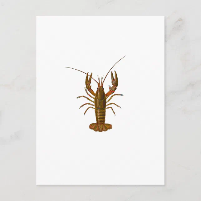 Crawfish Logo Postcard | Zazzle