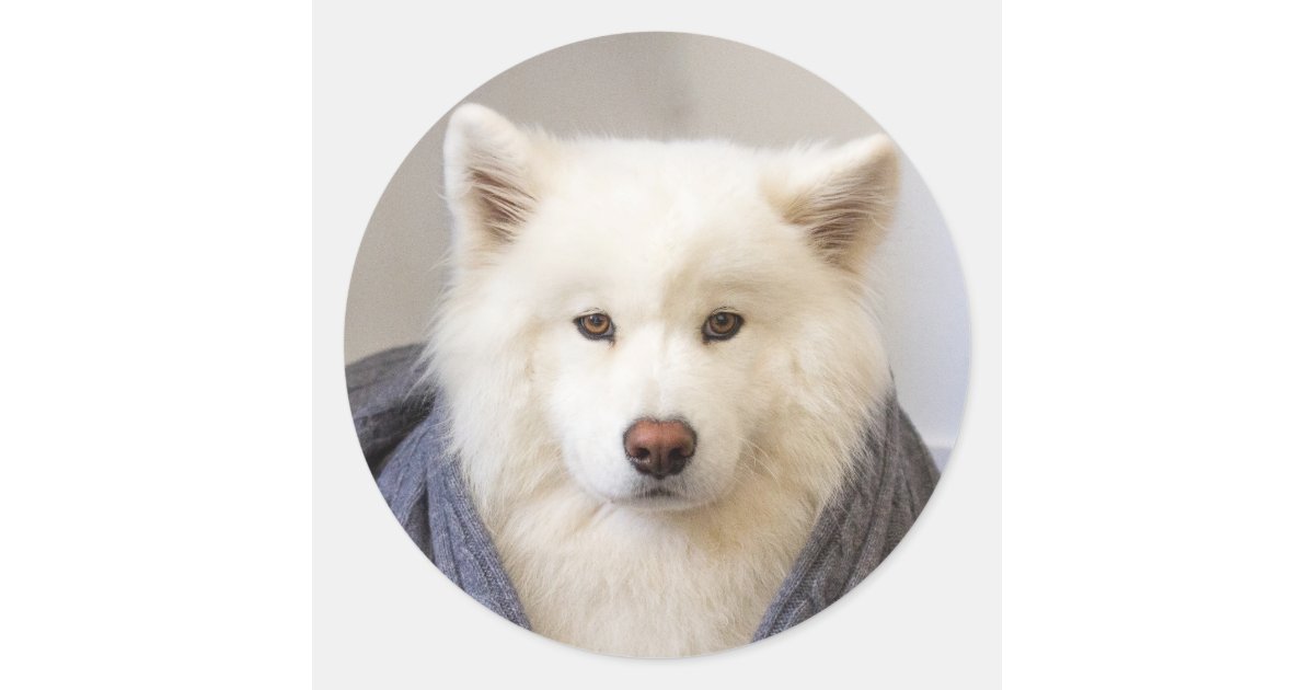 CRB - Cozy Bear Classic Round Sticker | Zazzle