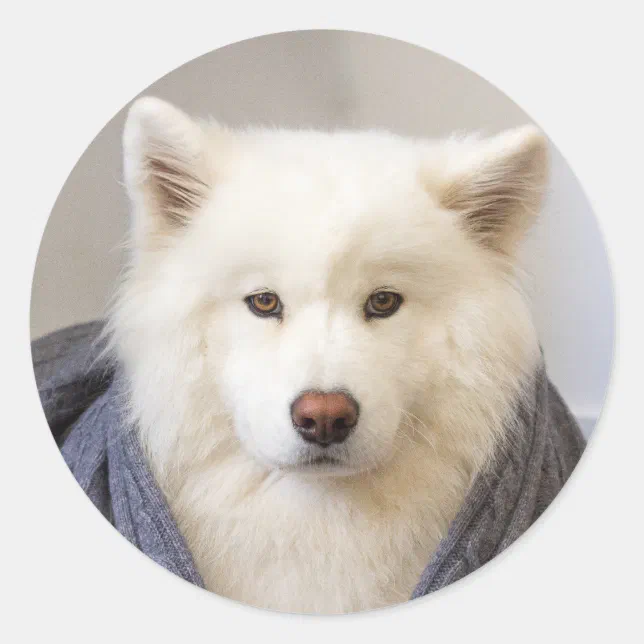 CRB - Cozy Bear Classic Round Sticker | Zazzle