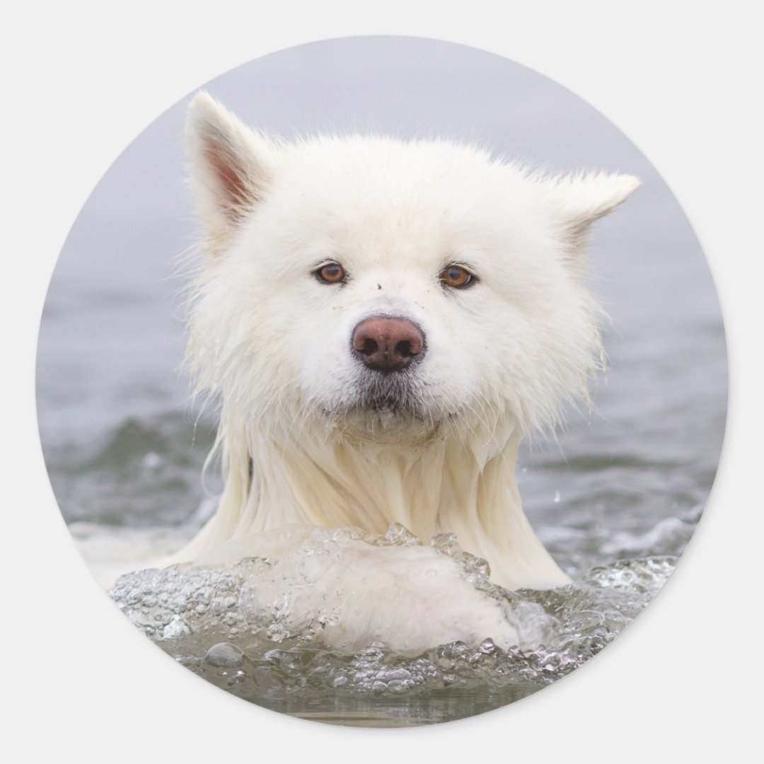 CRB - Polar Bear Sticker | Zazzle