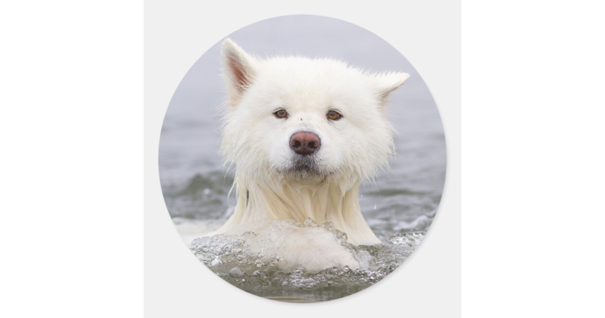 CRB - Polar Bear Sticker | Zazzle