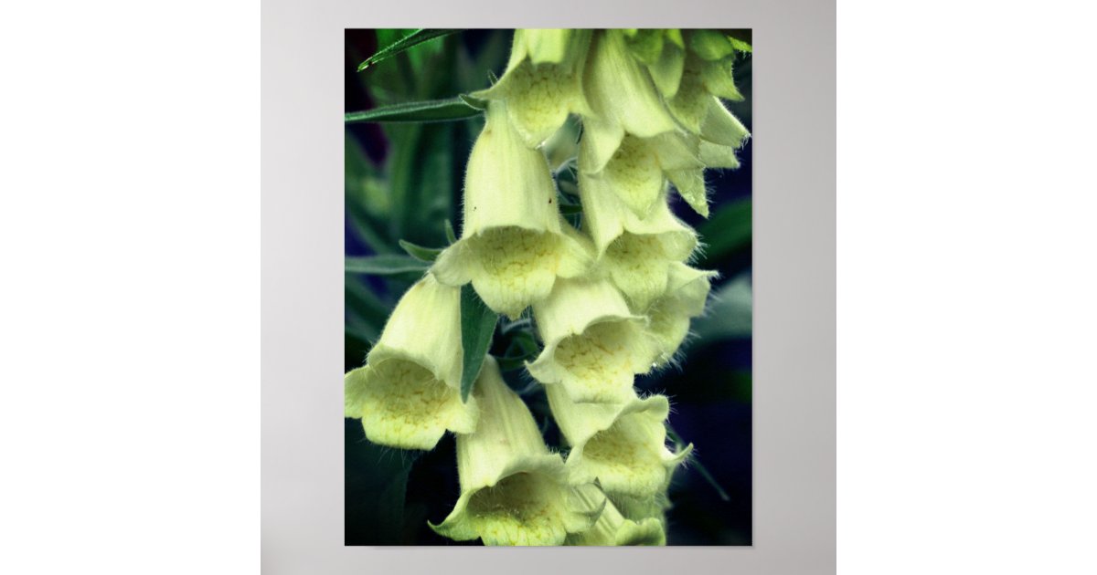 Creamy Foxglove Flower Poster | Zazzle