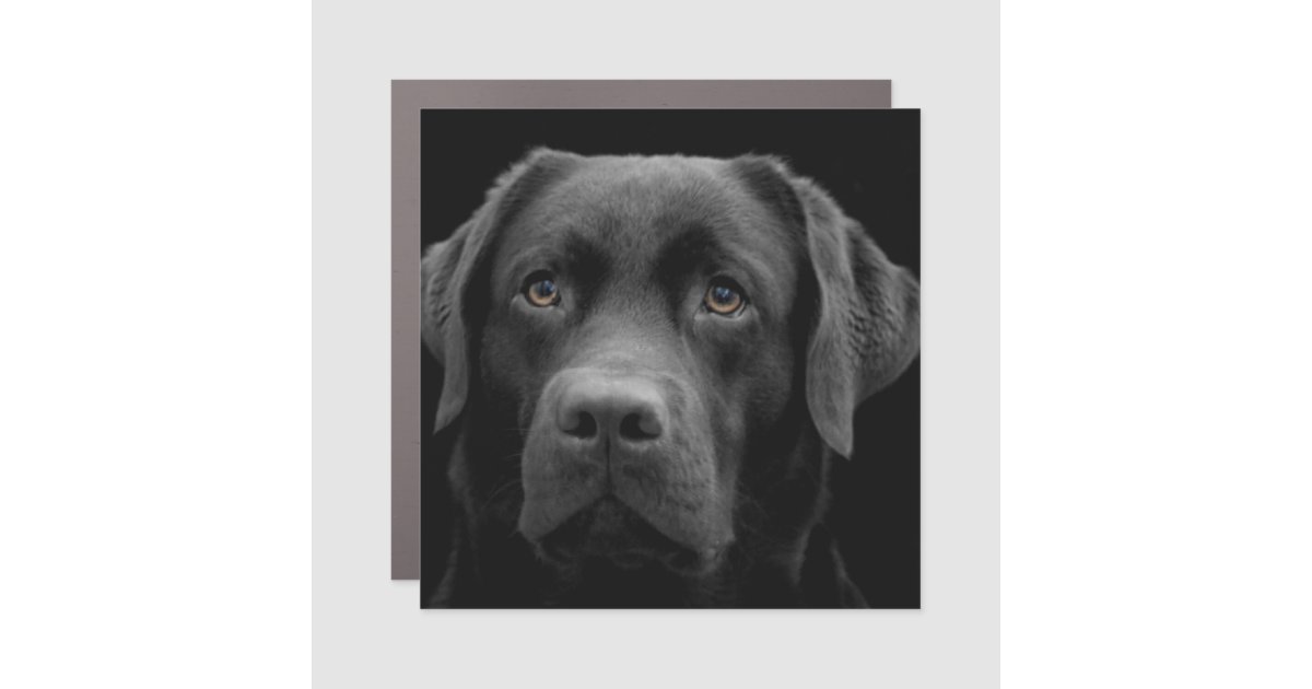 Create Your Own Black Labrador Dog Photo Car Magnet | Zazzle