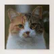 Create Your Own Cat Pet Photo Custom Picture Jigsaw Puzzle | Zazzle