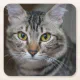 Create Your Own Cat Pet Photo Custom Picture Square Paper Coaster | Zazzle